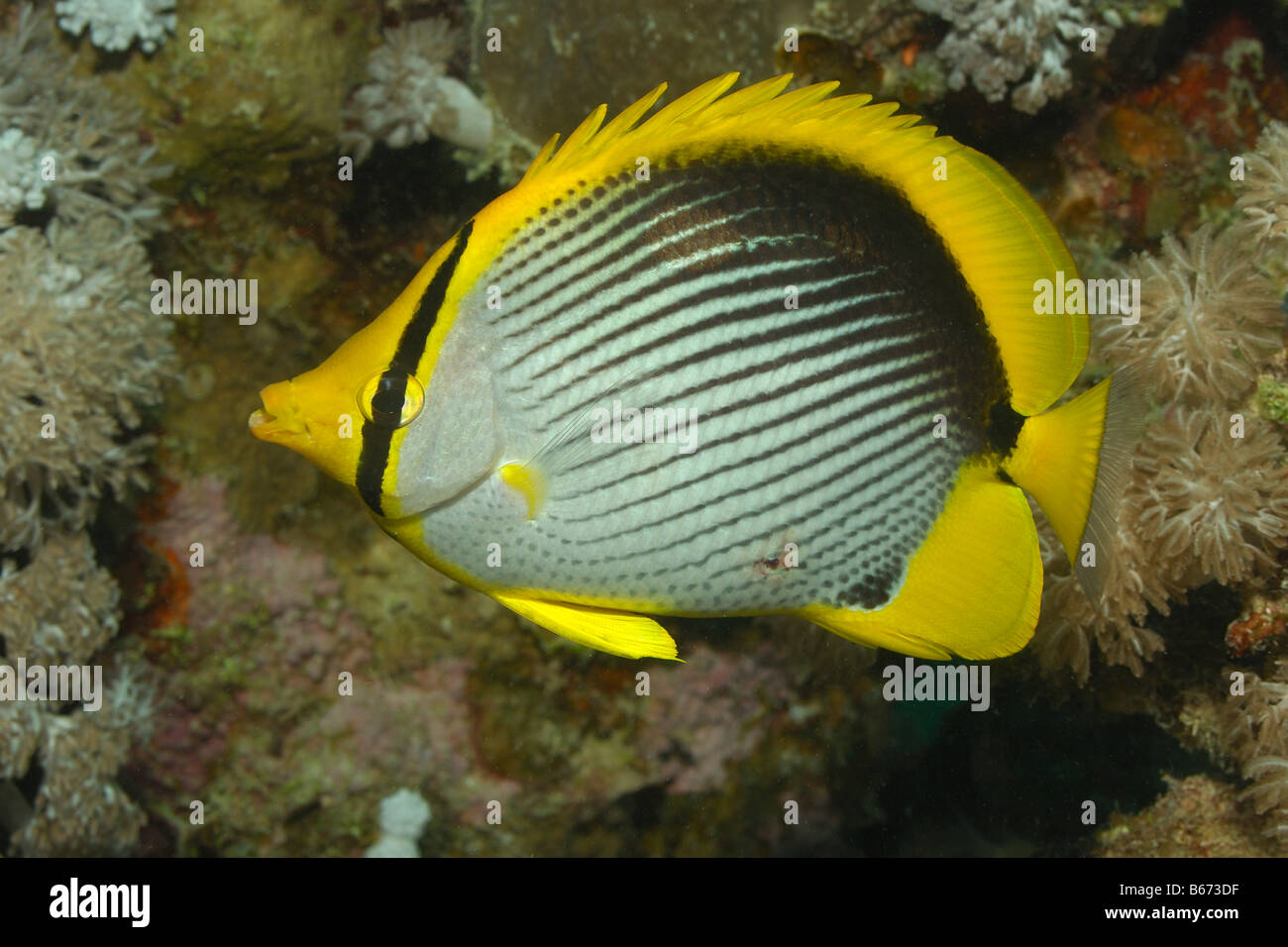 Blackbar Butterflyfish Chaetodon melannotus Marsa Alam Red Sea Egypt ...