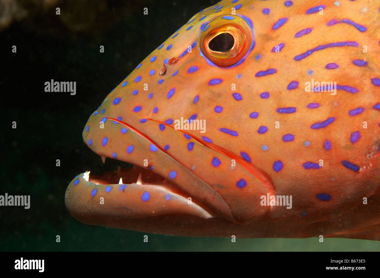 Grouper fish teeth hi-res stock photography and images - Alamy