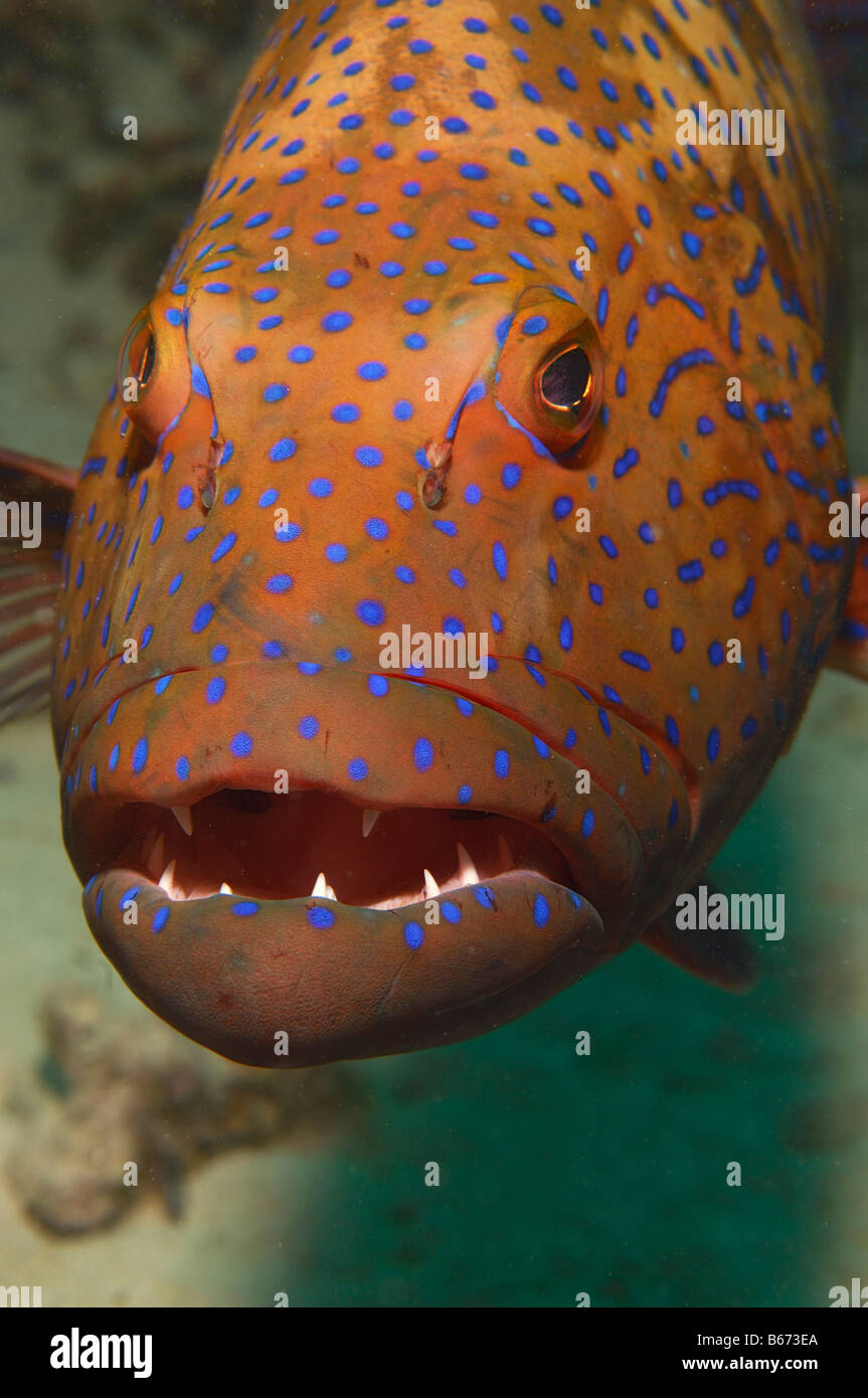 Grouper fish teeth hi-res stock photography and images - Alamy
