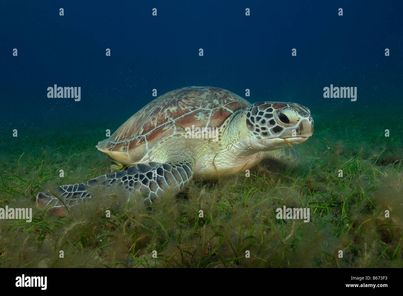 Green Turtle Chelonia mydas Abu Dabab Marsa Alam Red Sea Egypt Stock ...