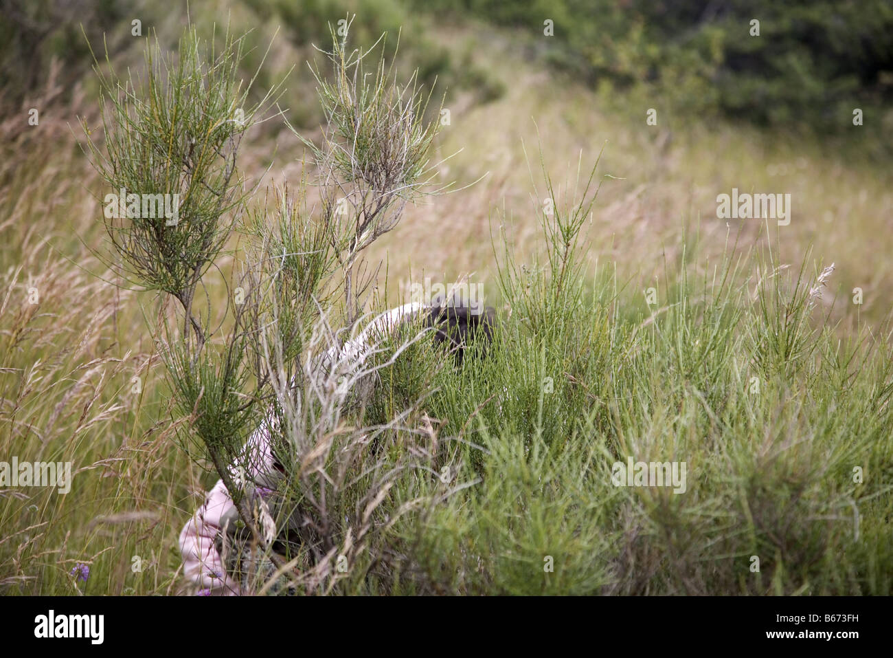 Woman behind bush hi-res stock photography and images - Alamy