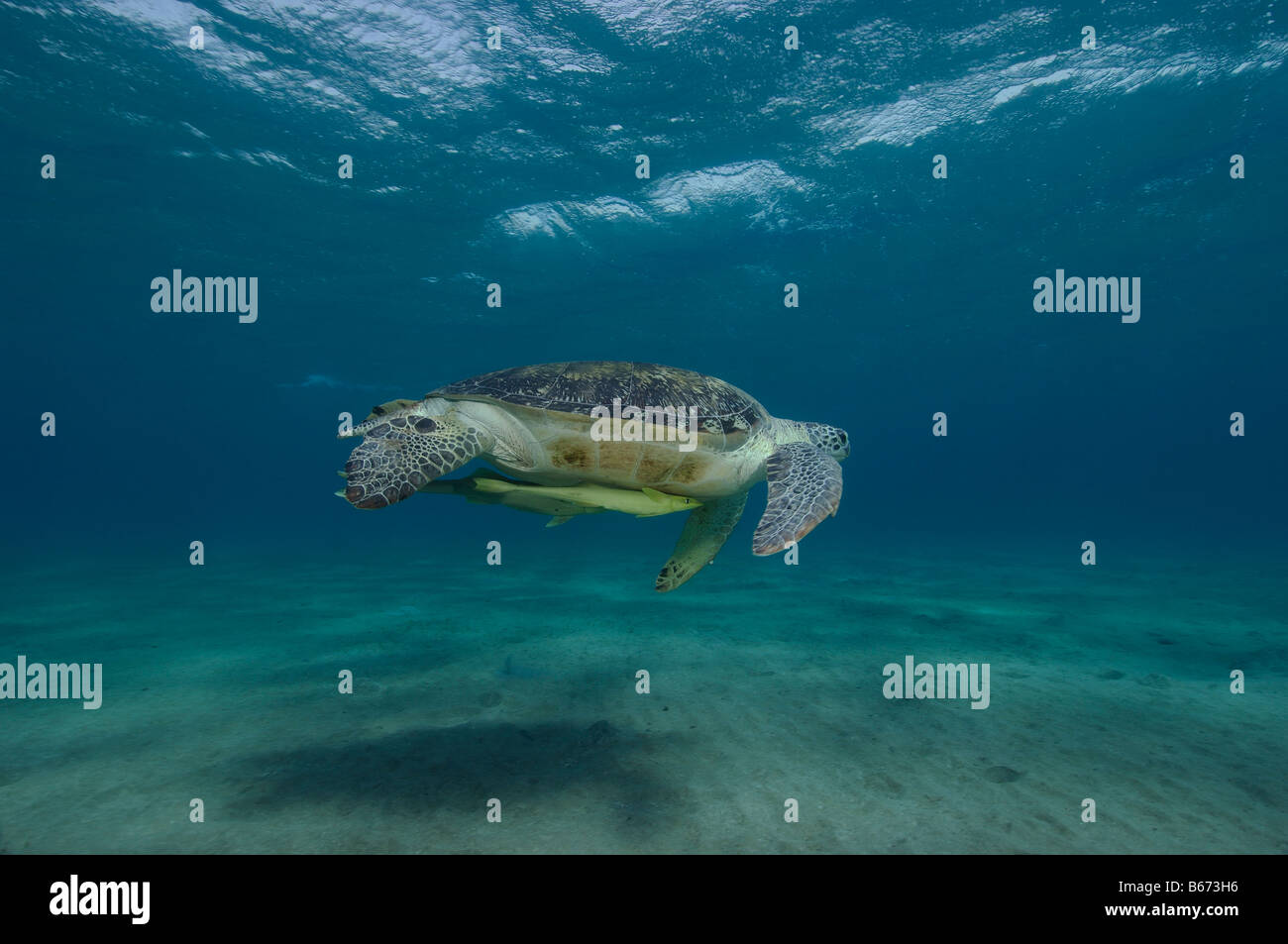 Green Turtle Chelonia mydas Abu Dabab Marsa Alam Red Sea Egypt Stock ...