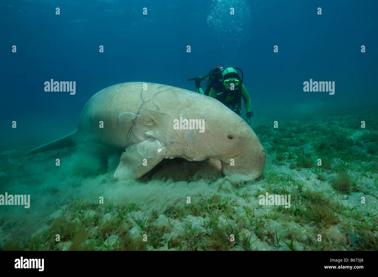 Dugon and Diver Dugong dugon Abu Dabab Marsa Alam Red Sea Egypt Stock ...