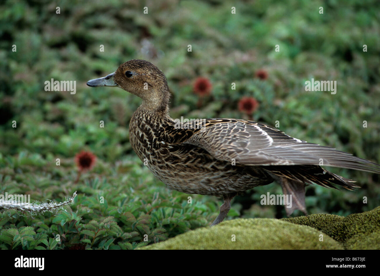 Canard de surface hi-res stock photography and images - Alamy