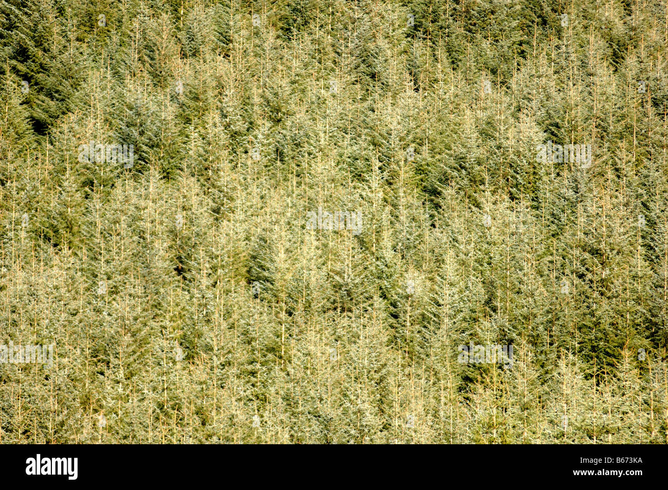 Forestry commision scotland hi-res stock photography and images - Alamy