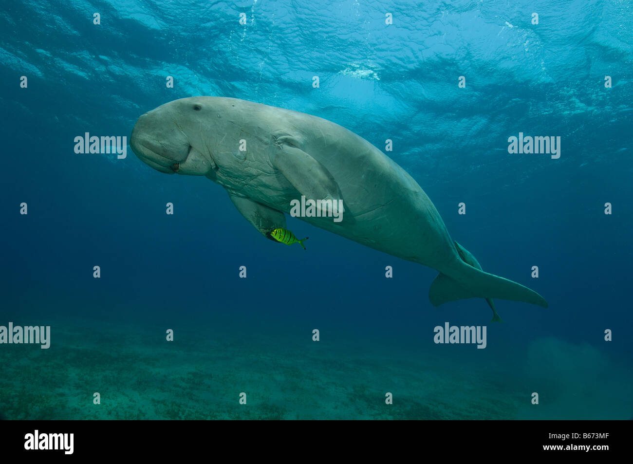 Dugon swimming Dugong dugon Abu Dabab Marsa Alam Red Sea Egypt Stock ...