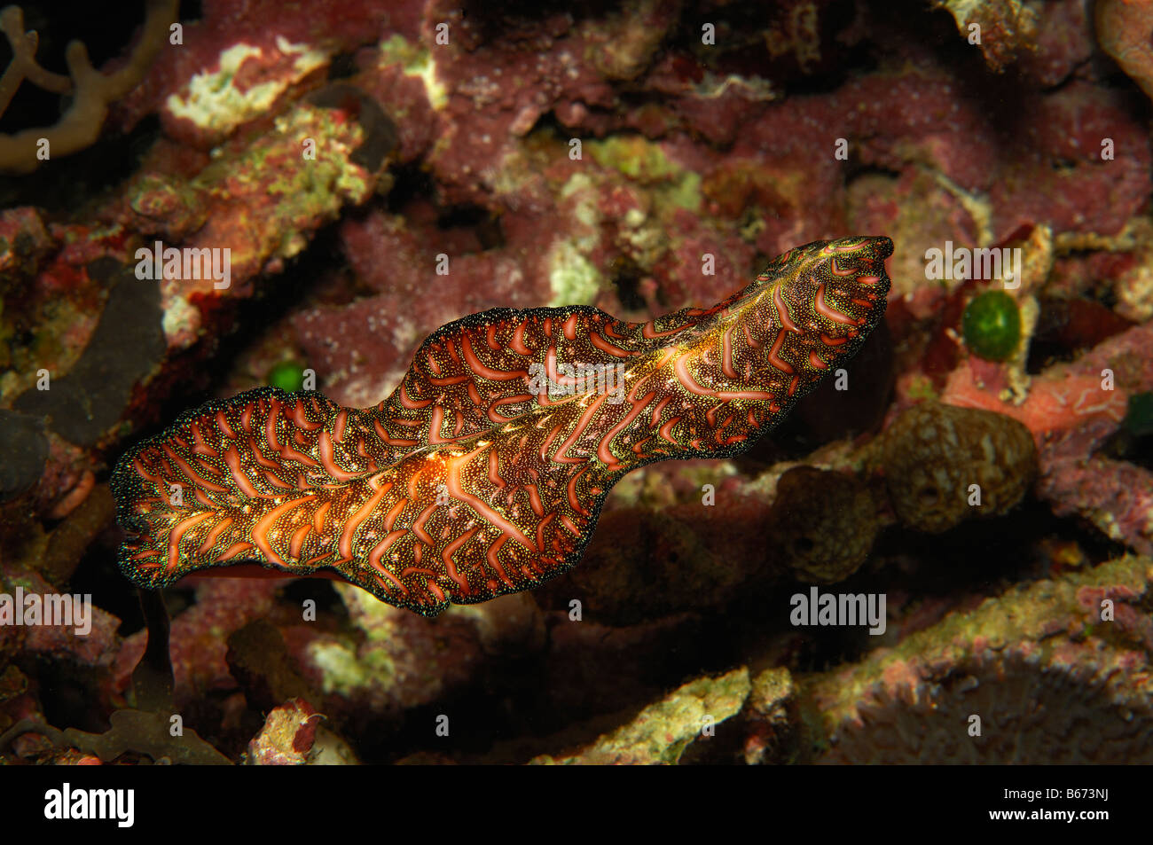 Platyzoa hi-res stock photography and images - Alamy