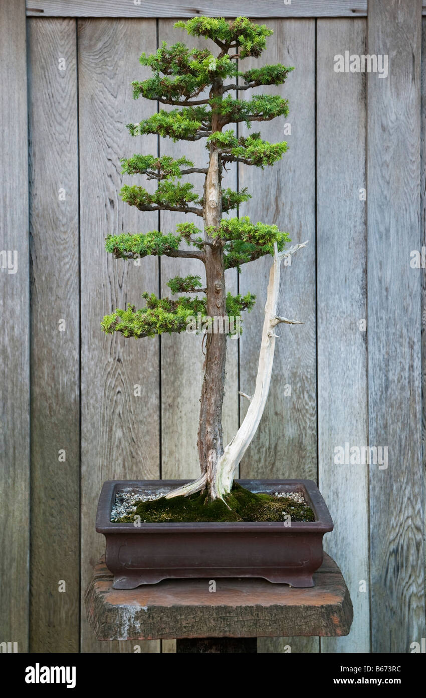 Foemina juniper (juniperus chinensis 'Foemina'). At the Huntington ...