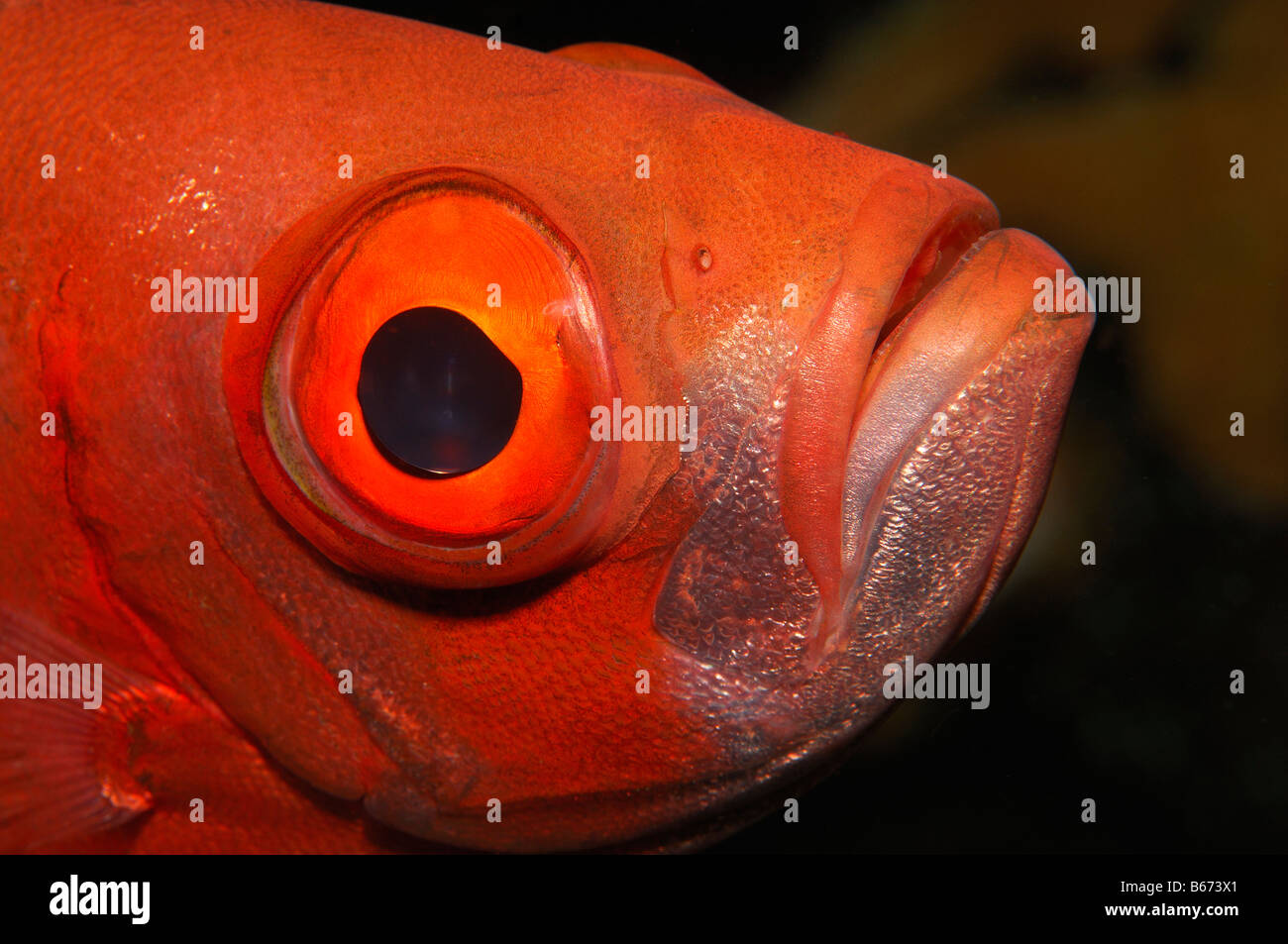 Crescent tail Bigeye Priacanthus hamrur Alor Lesser Sunda Islands Indo ...