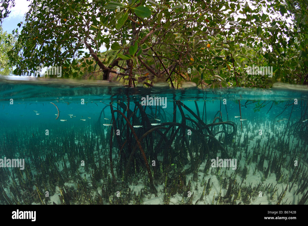 Mangrove roots underwater hi-res stock photography and images - Alamy