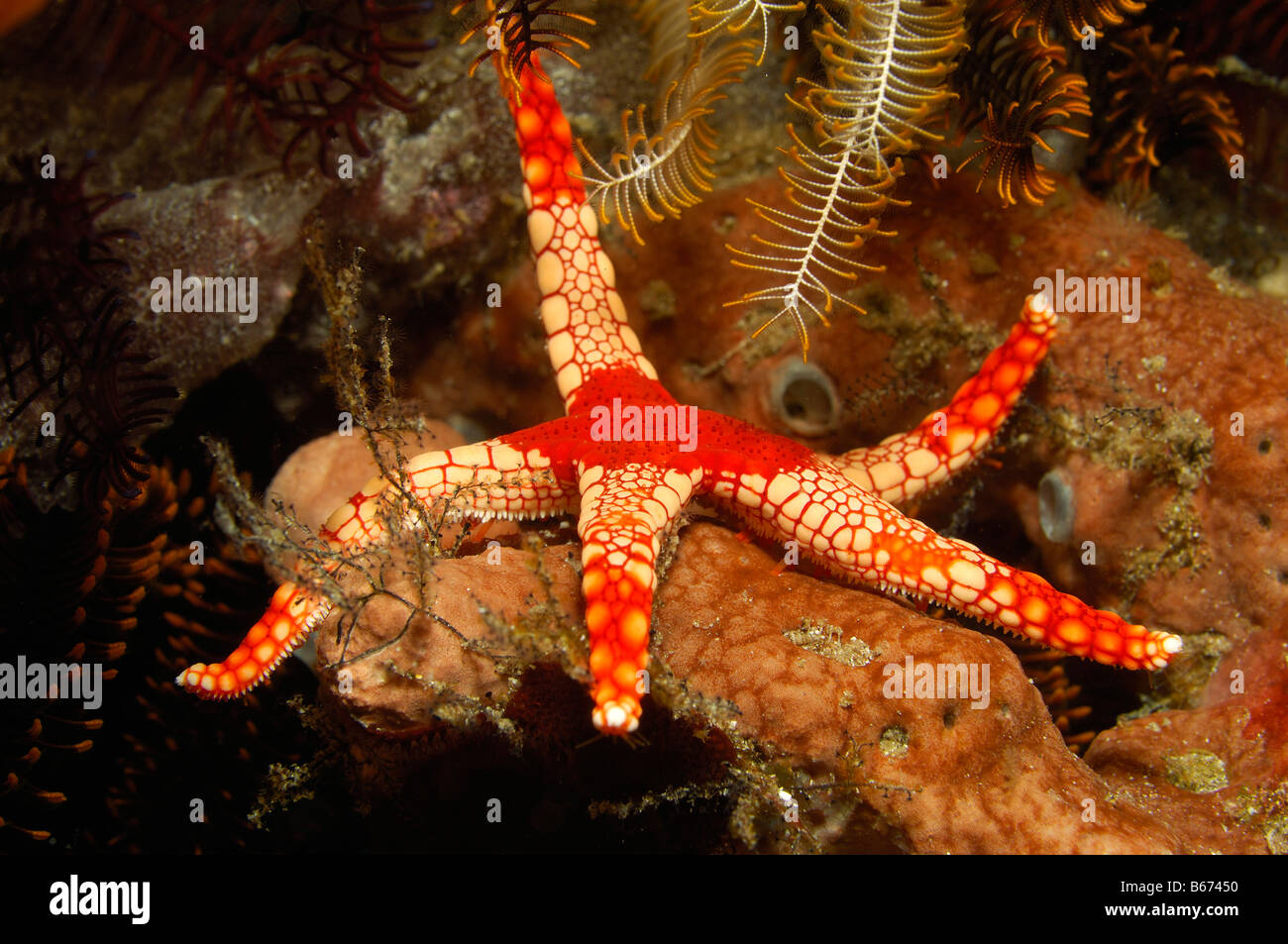 Red fromia starfish hi-res stock photography and images - Alamy