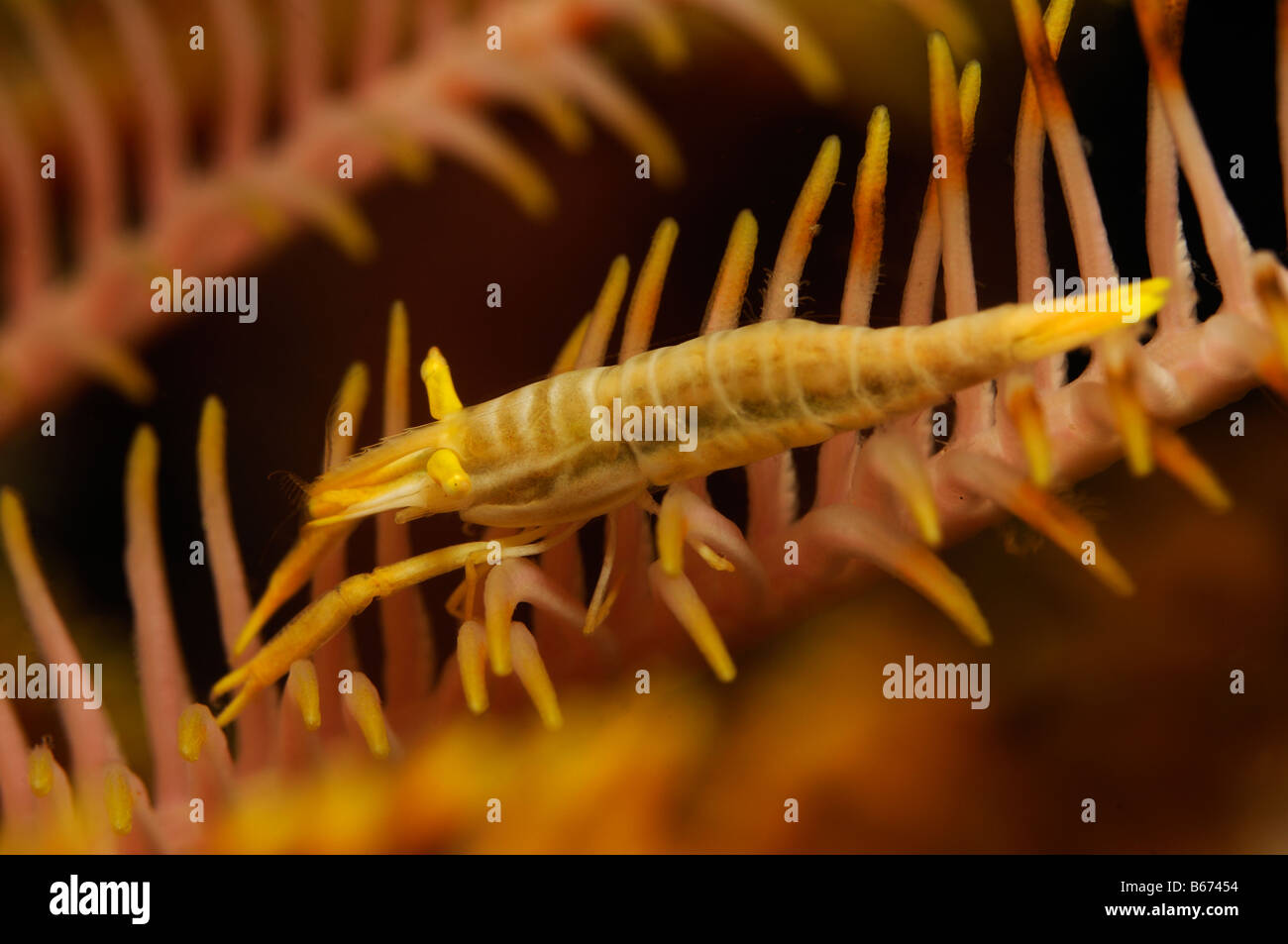 Crinoid Commensal Shrimp Periclimenes amboinensis Alor Lesser Sunda ...