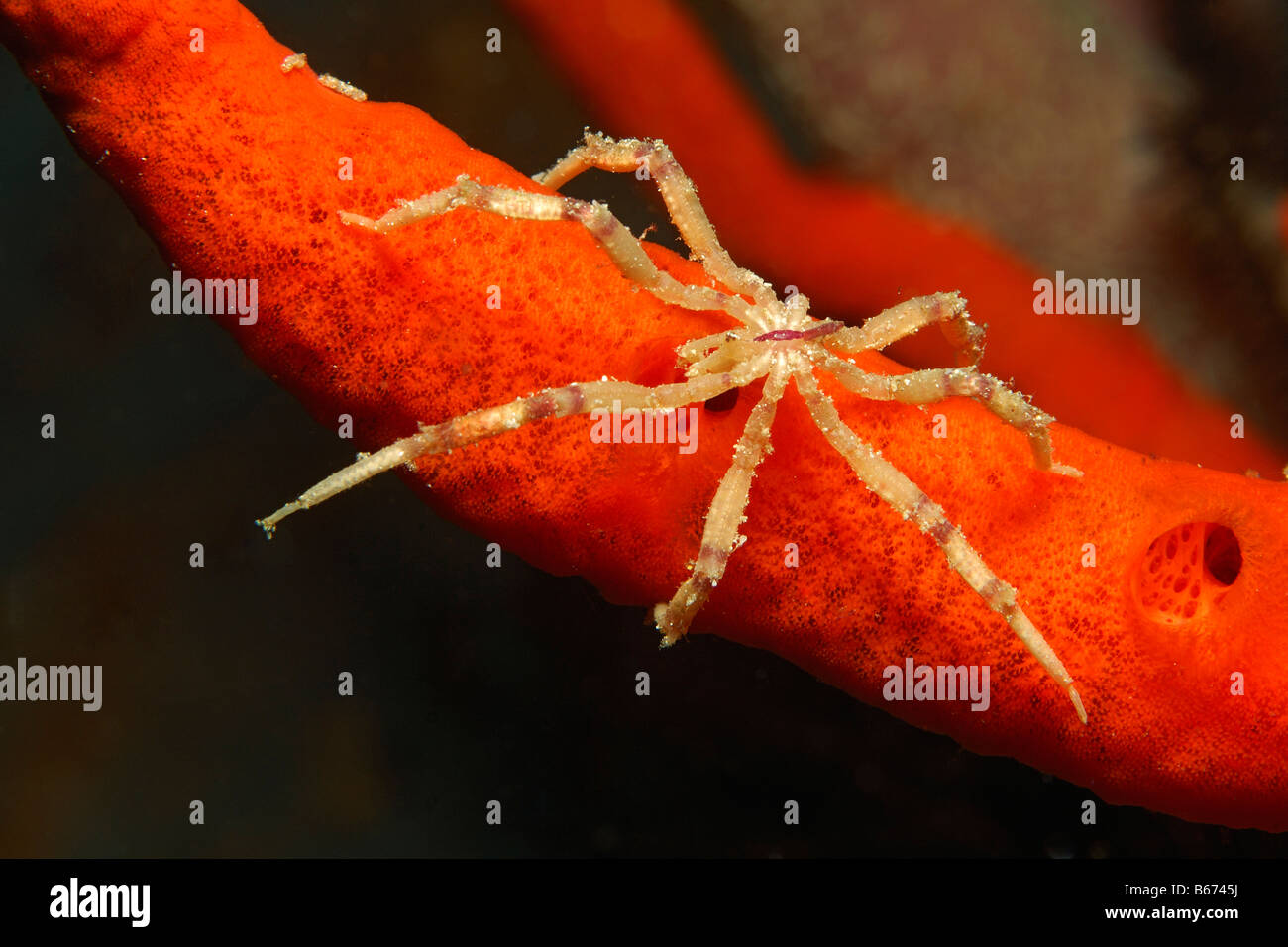 Pycnogonida hi-res stock photography and images - Alamy