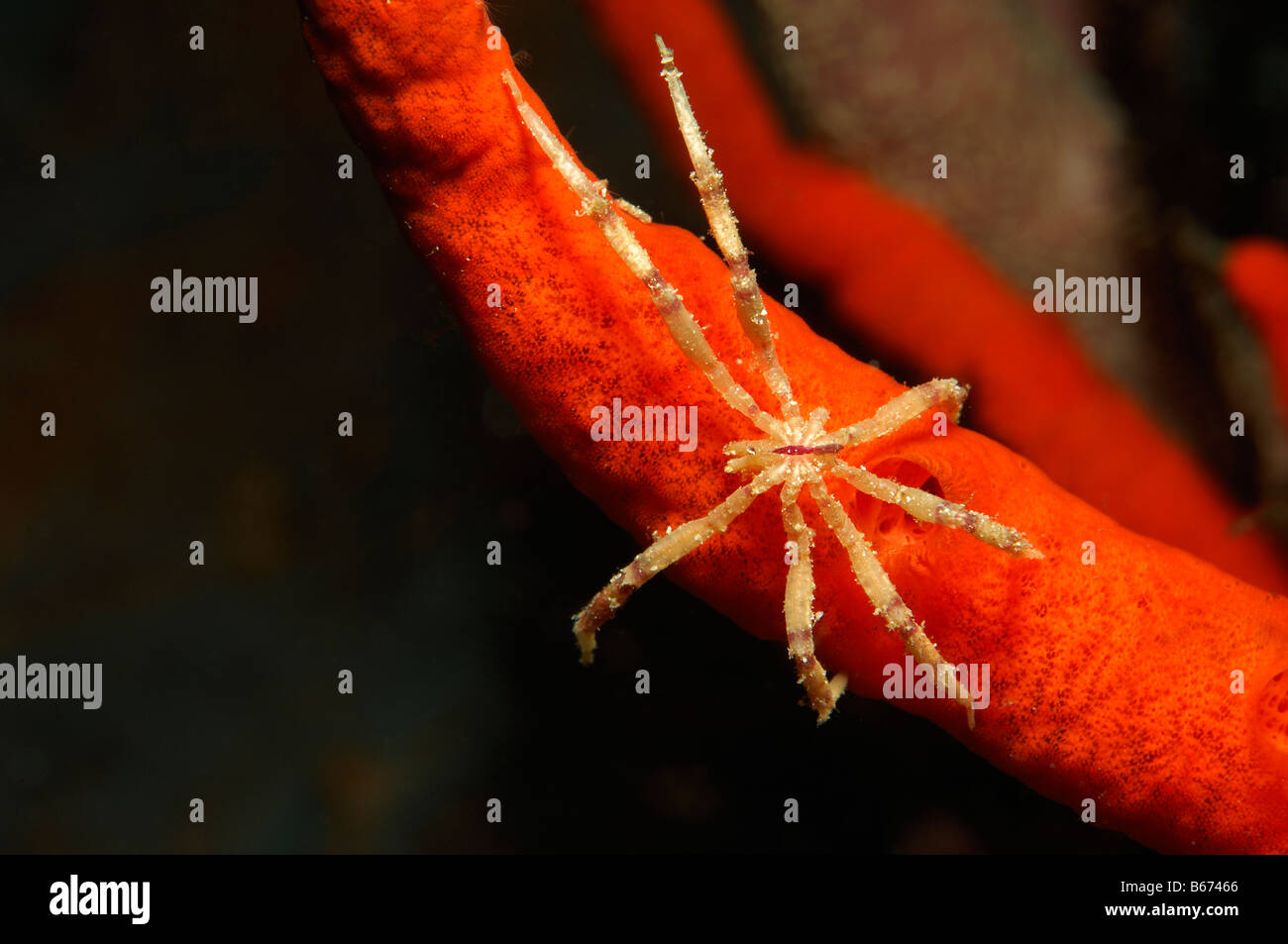 Pantopoda pycnogonida hi-res stock photography and images - Alamy