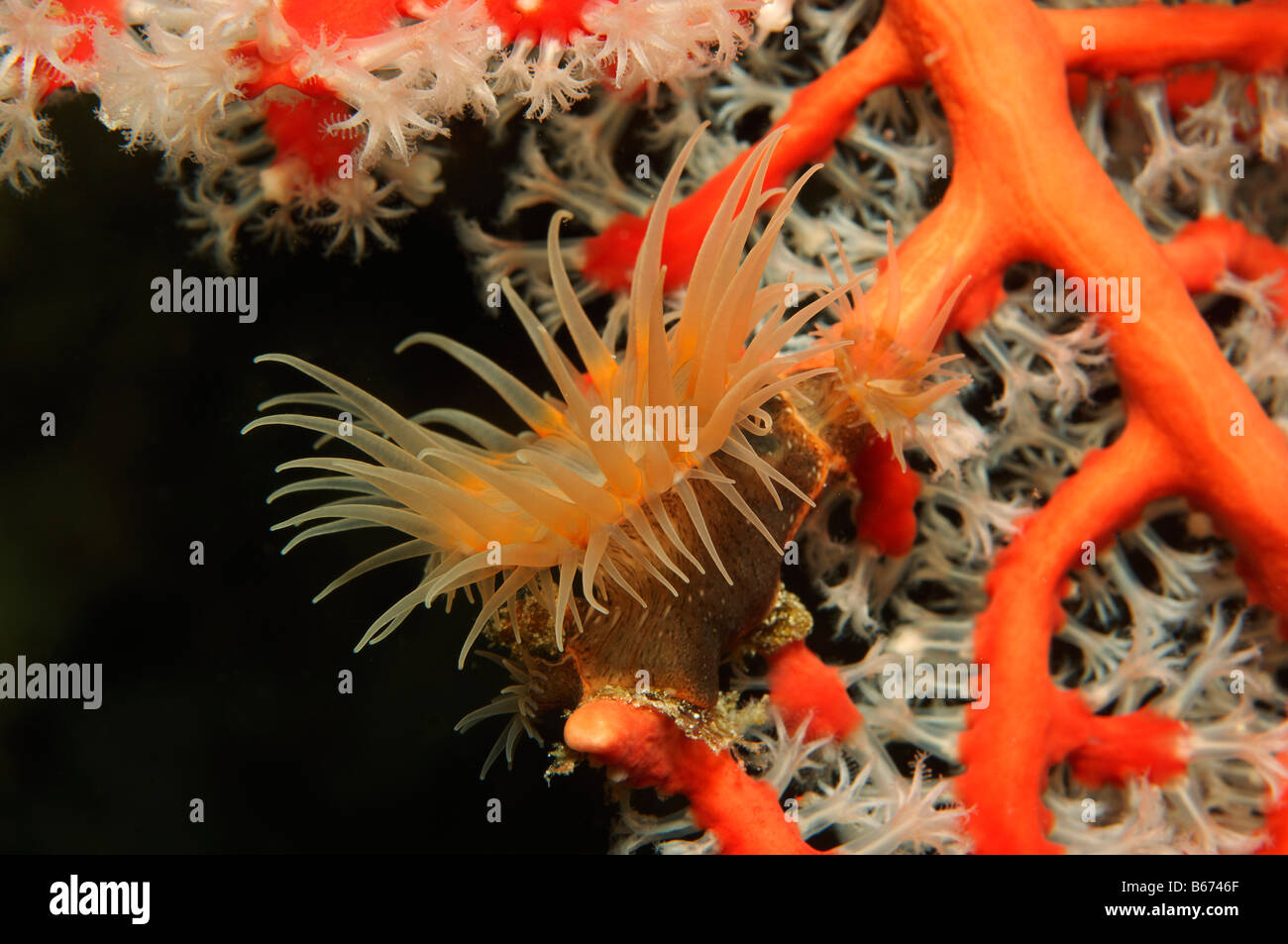 Colonial anthozoans hi-res stock photography and images - Alamy
