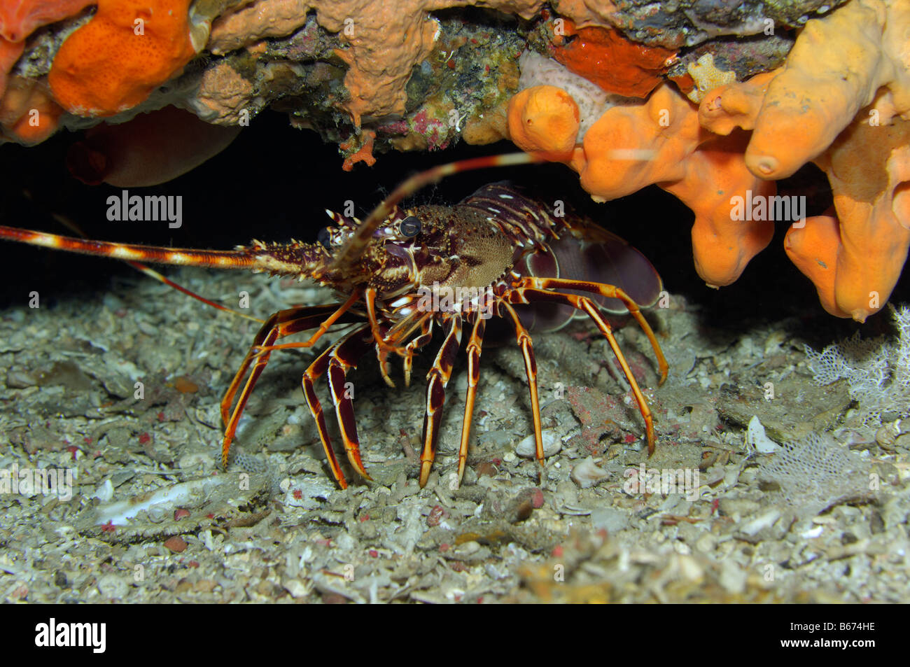 Palinurus elephas hi-res stock photography and images - Alamy