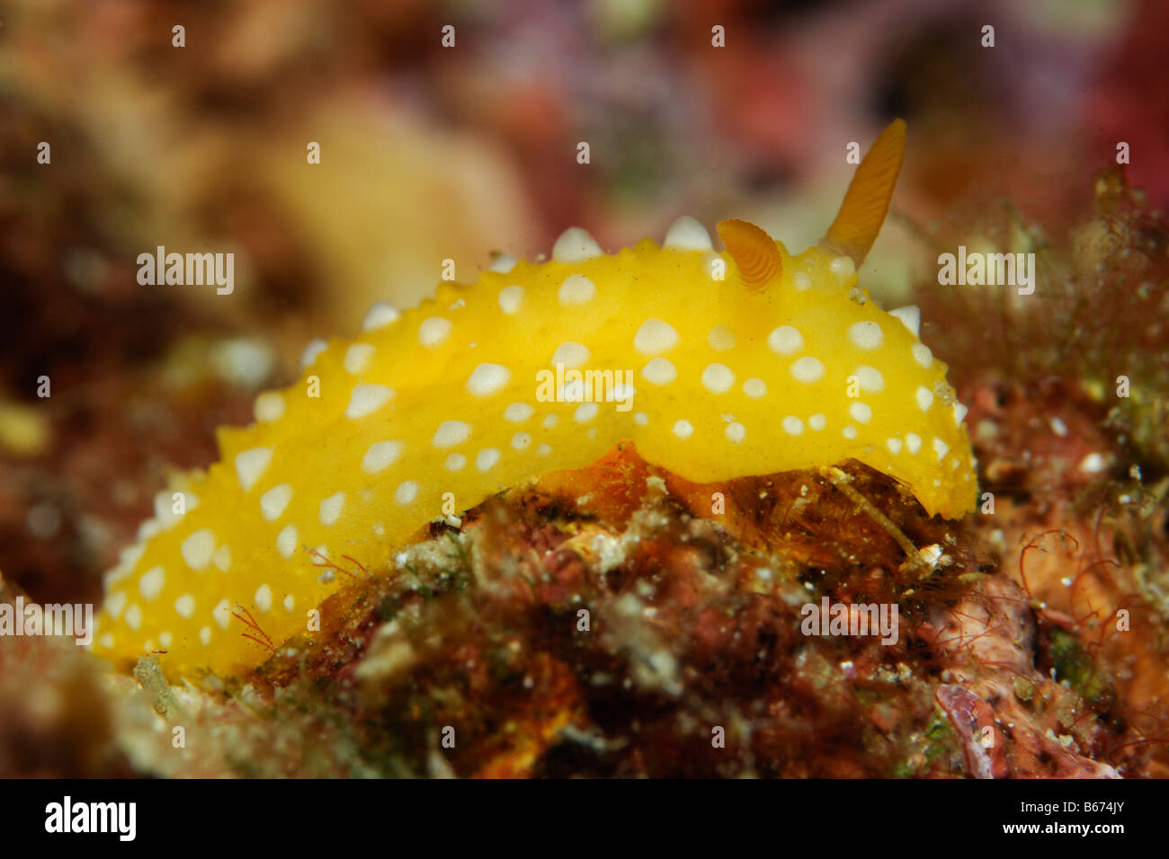 Yellow Nudibranch Phyllidia flava Susac Island Adriatic Sea Croatia ...