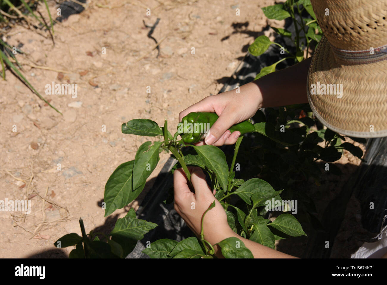Woman picking green peppers from a plant Stock Photo - Alamy