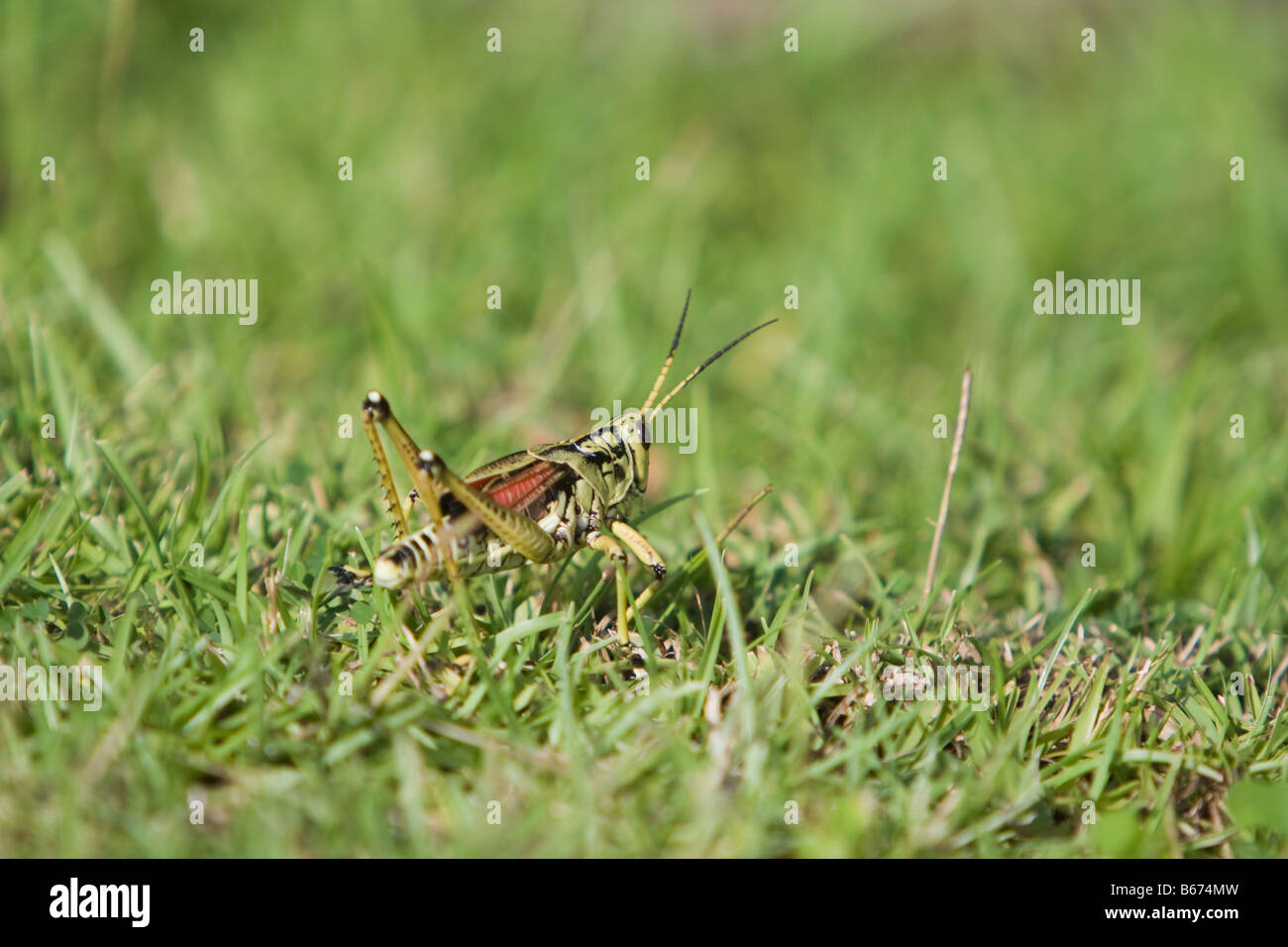 Colorful cricket in the grass Stock Photo - Alamy