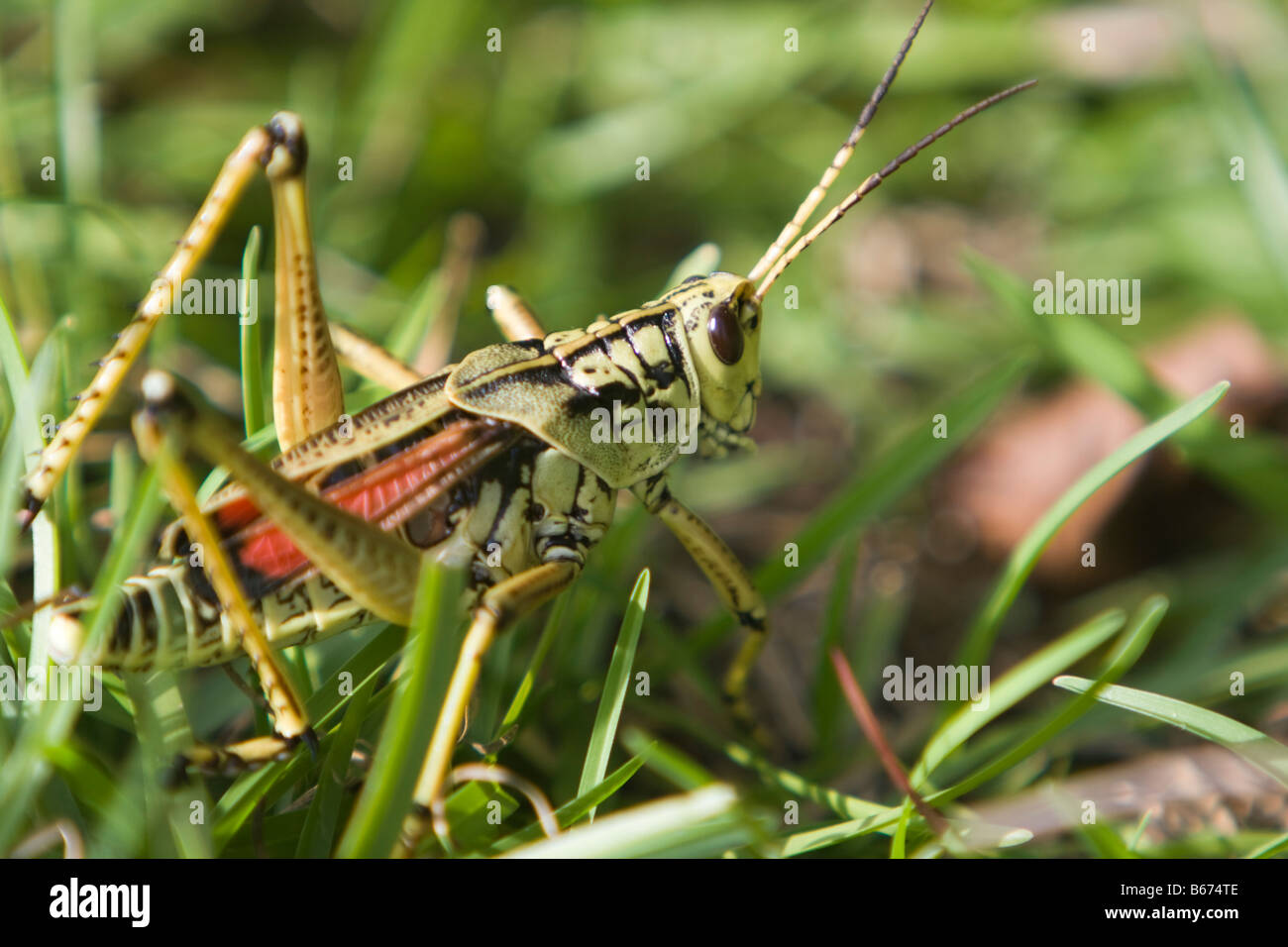 Colorful cricket in the grass close up Stock Photo - Alamy