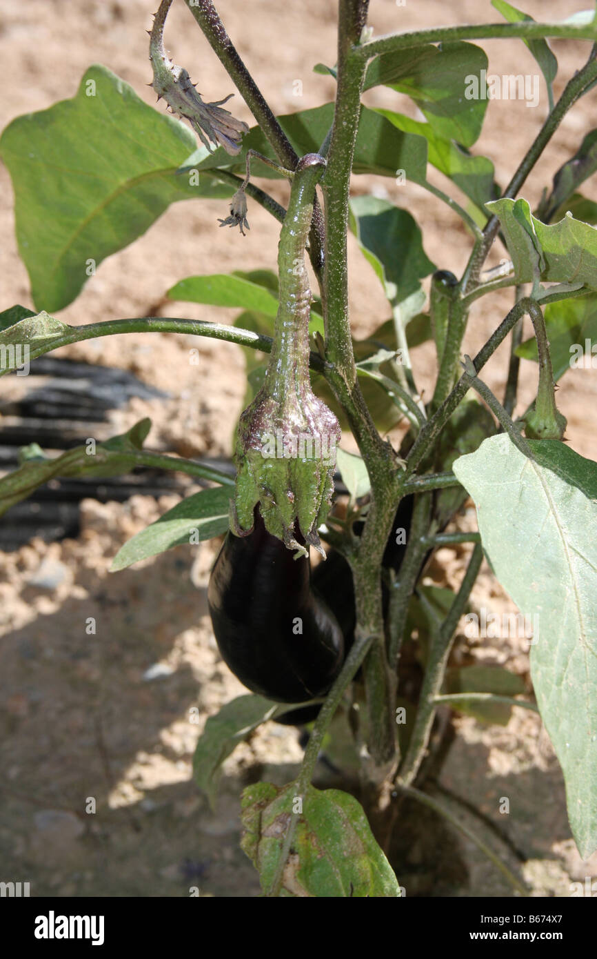 Aubergine flowers hi-res stock photography and images - Alamy