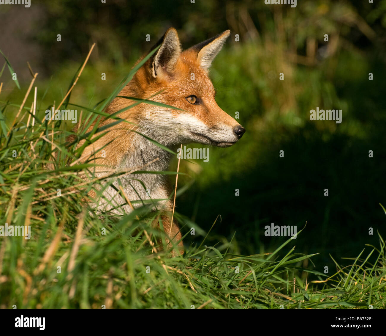 Red fox peeking hi-res stock photography and images - Alamy