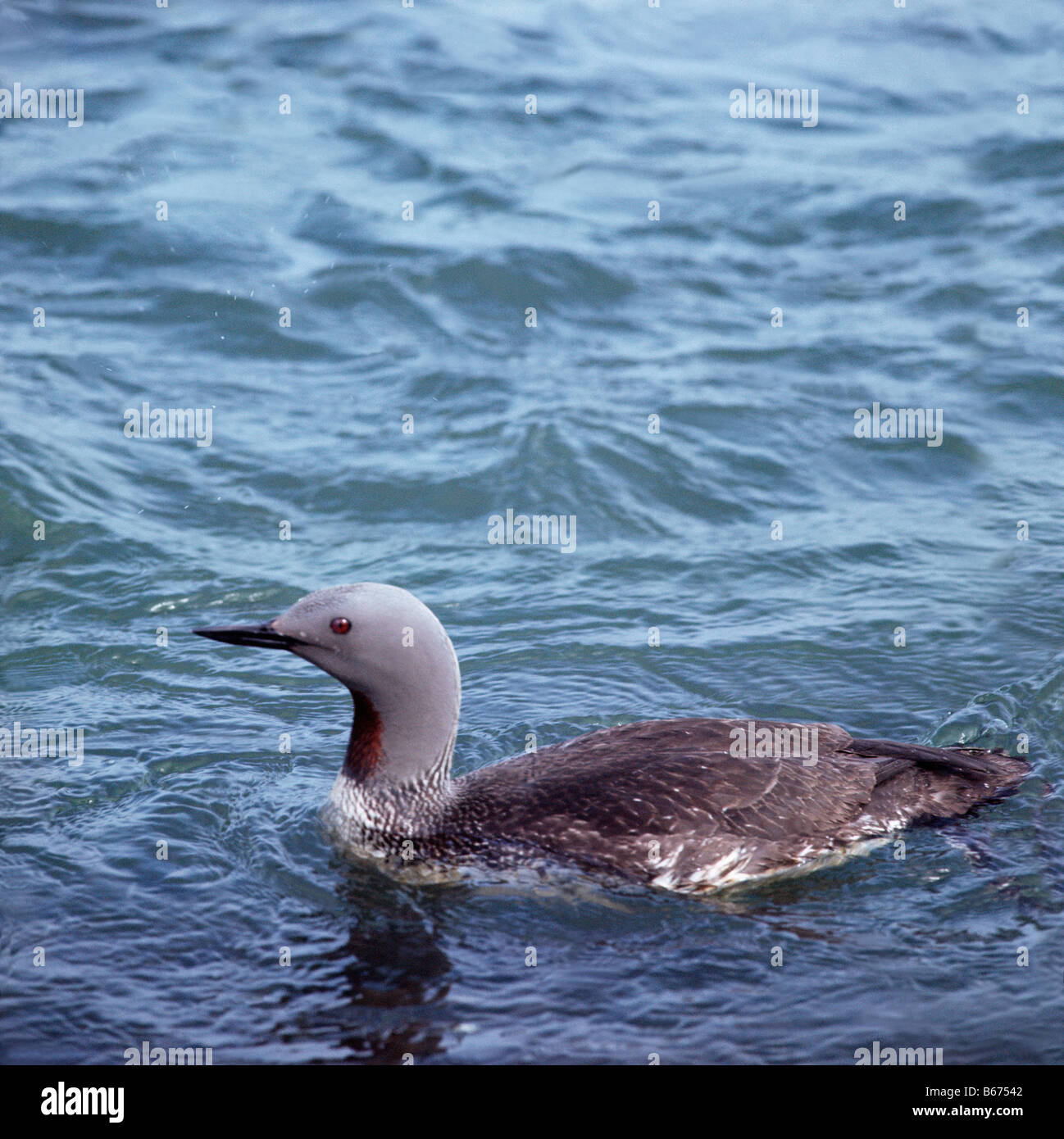Sterntaucher Red Throated Diver plongeon catmarin Gavia stellata ...