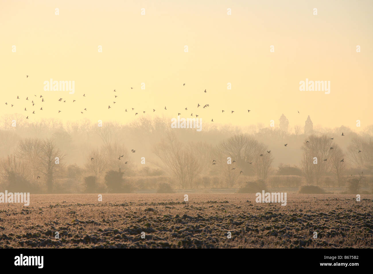 Sunrise over a a frosty ploughed field towards Grantchester. Flock of ...
