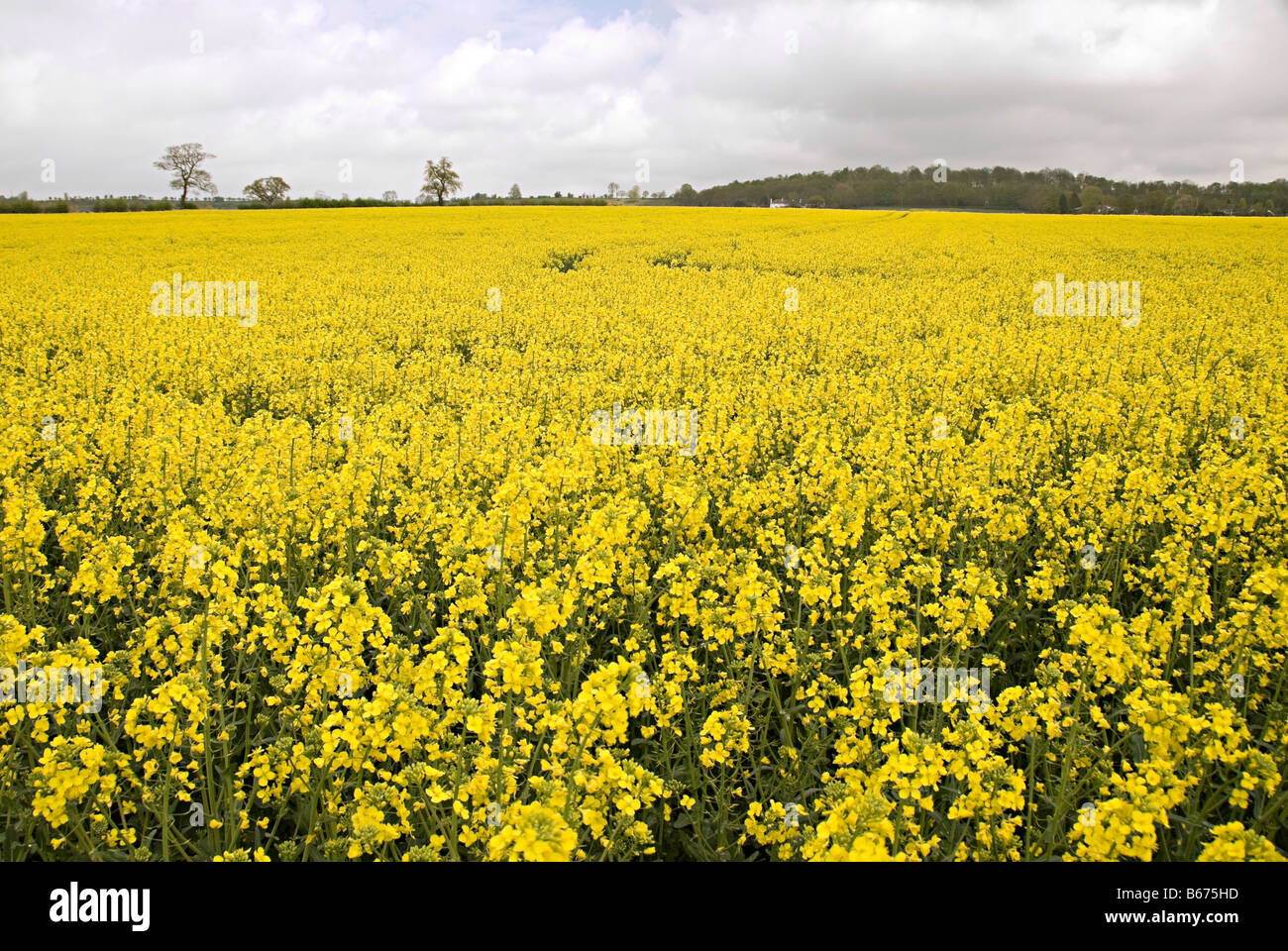 oil seed rape field in the uk ready for bio fuel production Stock Photo ...
