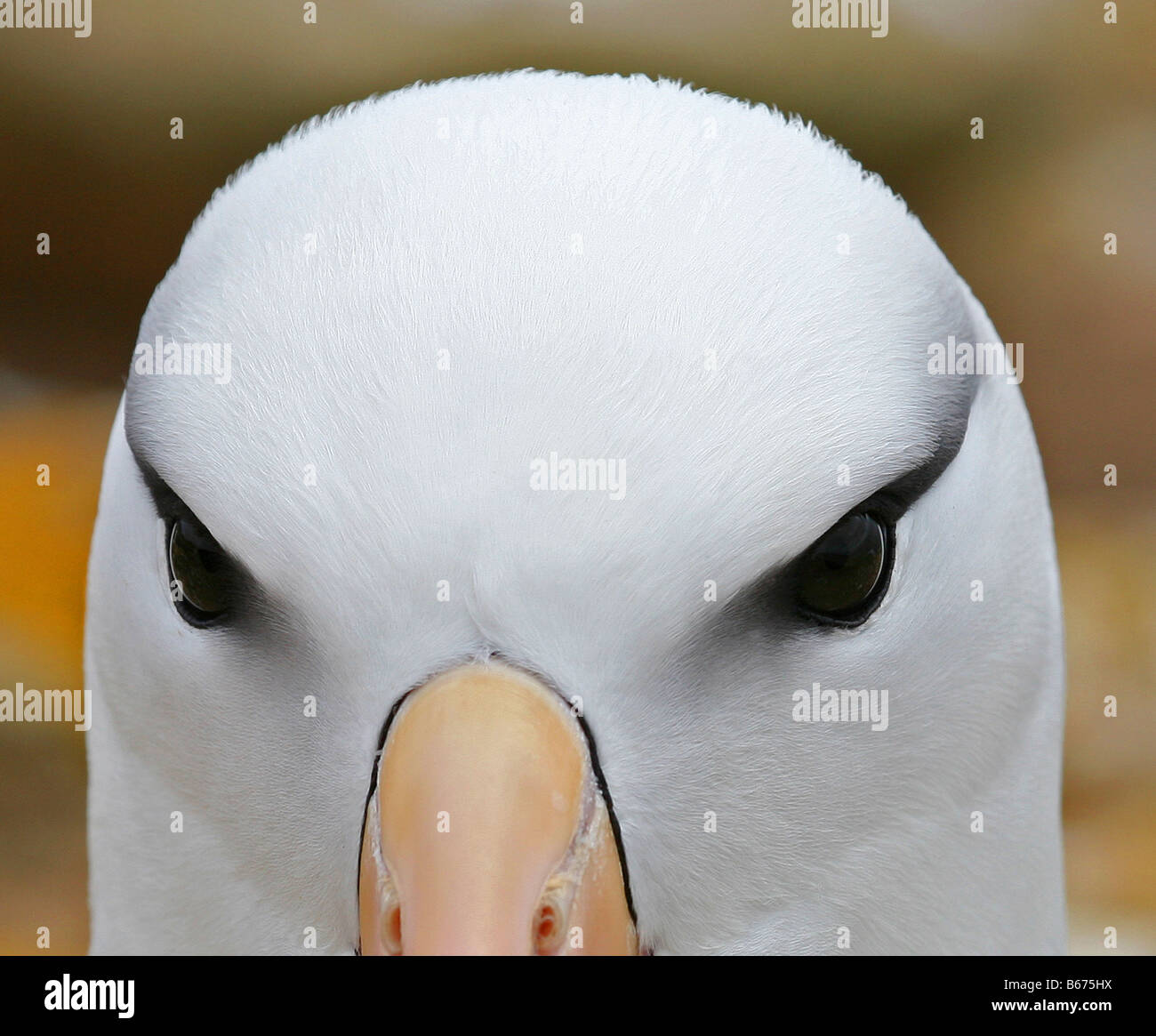 Albatross head hi-res stock photography and images - Alamy