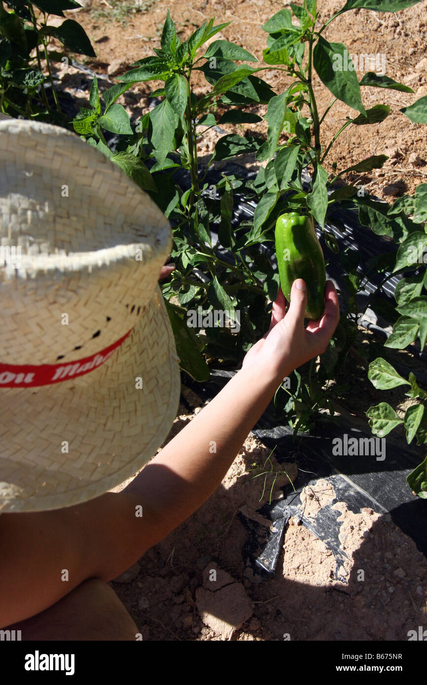 Man collecting green peppers Stock Photo - Alamy
