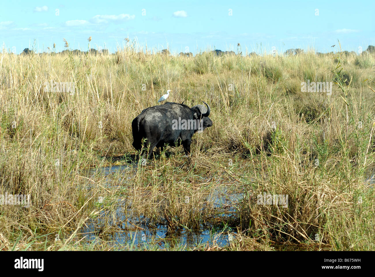 Buffle hi-res stock photography and images - Alamy