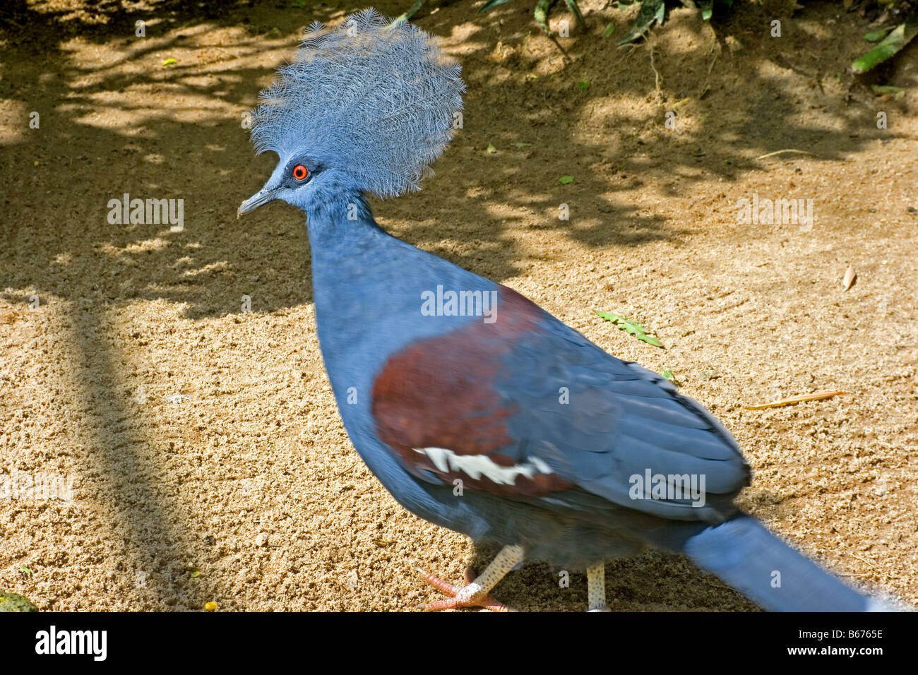 Blue Crowned Pigeon High Resolution Stock Photography and Images - Alamy