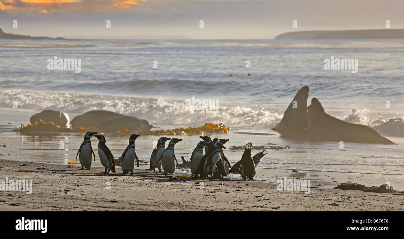 Penguins of the falklands hi-res stock photography and images - Alamy