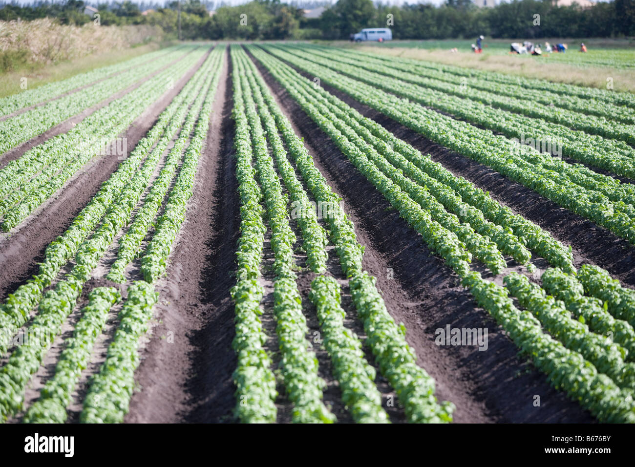 Plants in field Stock Photo - Alamy