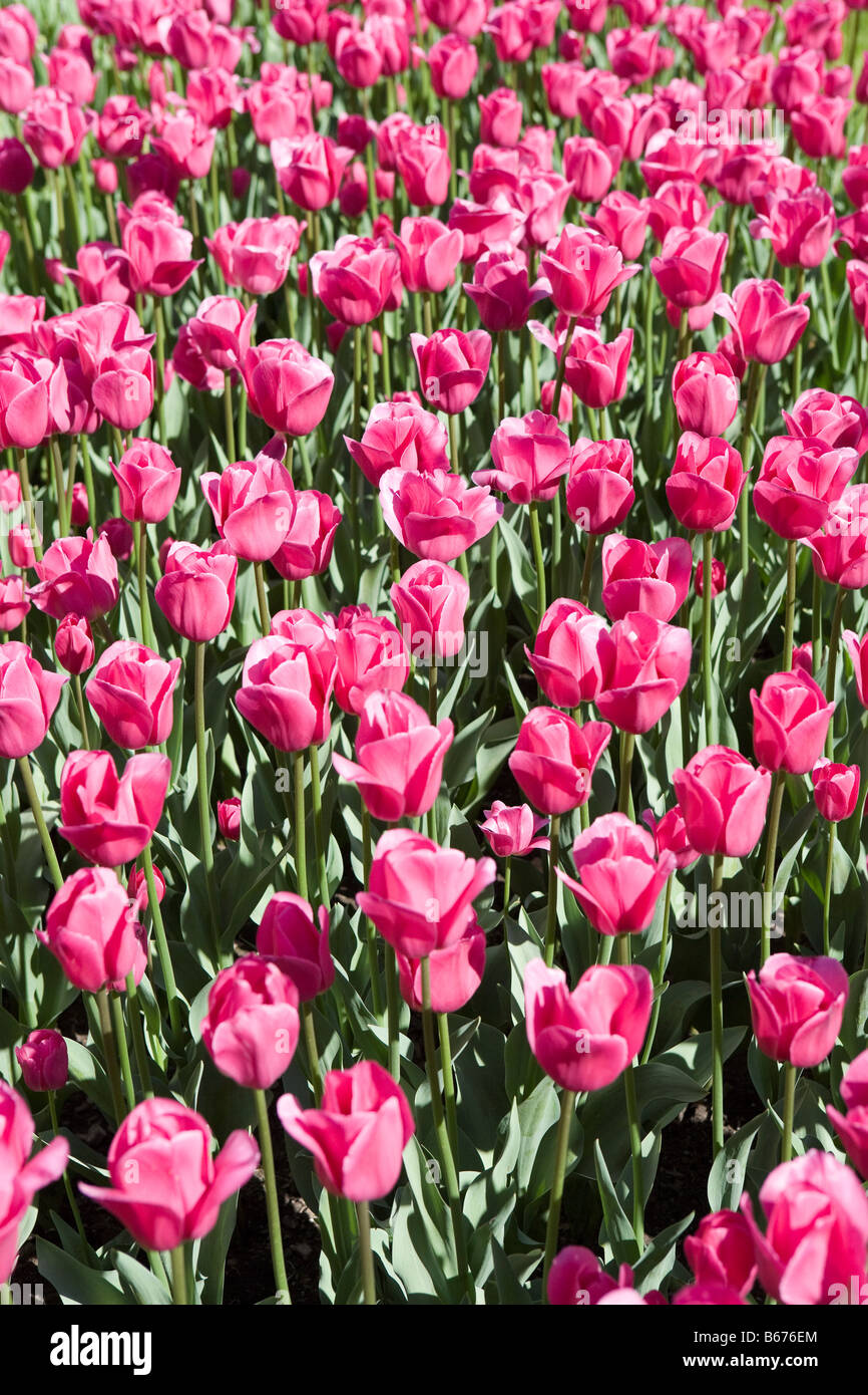 Pink species tulips hi-res stock photography and images - Alamy