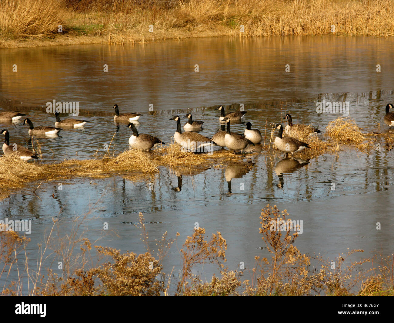 Birds pond hi-res stock photography and images - Alamy