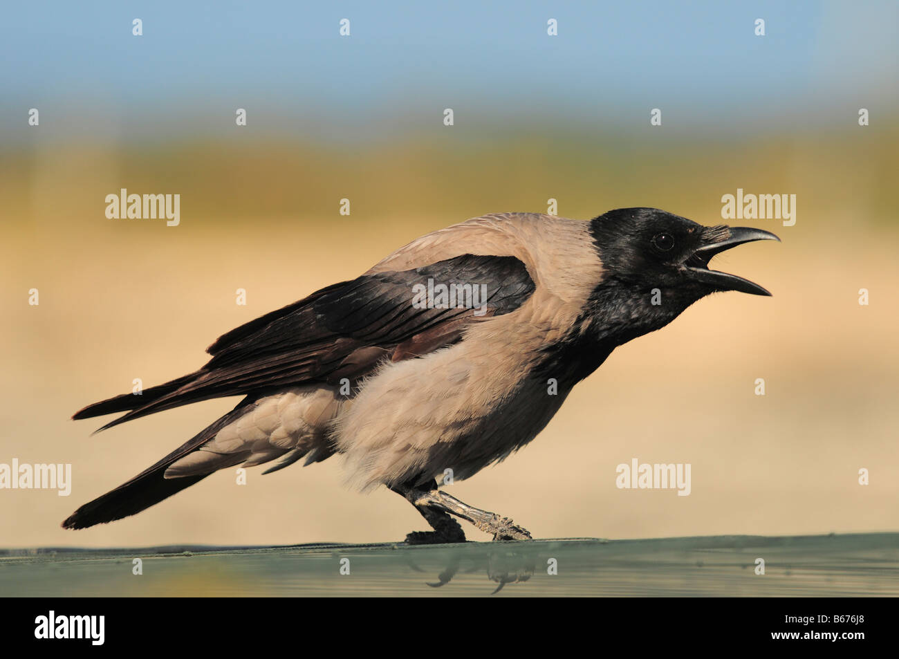 Israel Coastal Plains Hooded Crow Corvus cornix March 2008 Stock Photo ...
