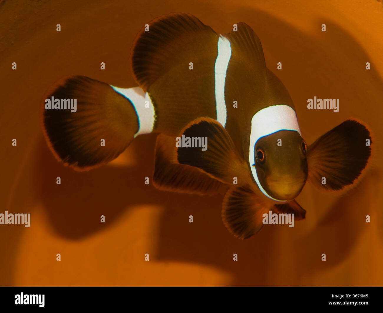 Band fish hi-res stock photography and images - Alamy