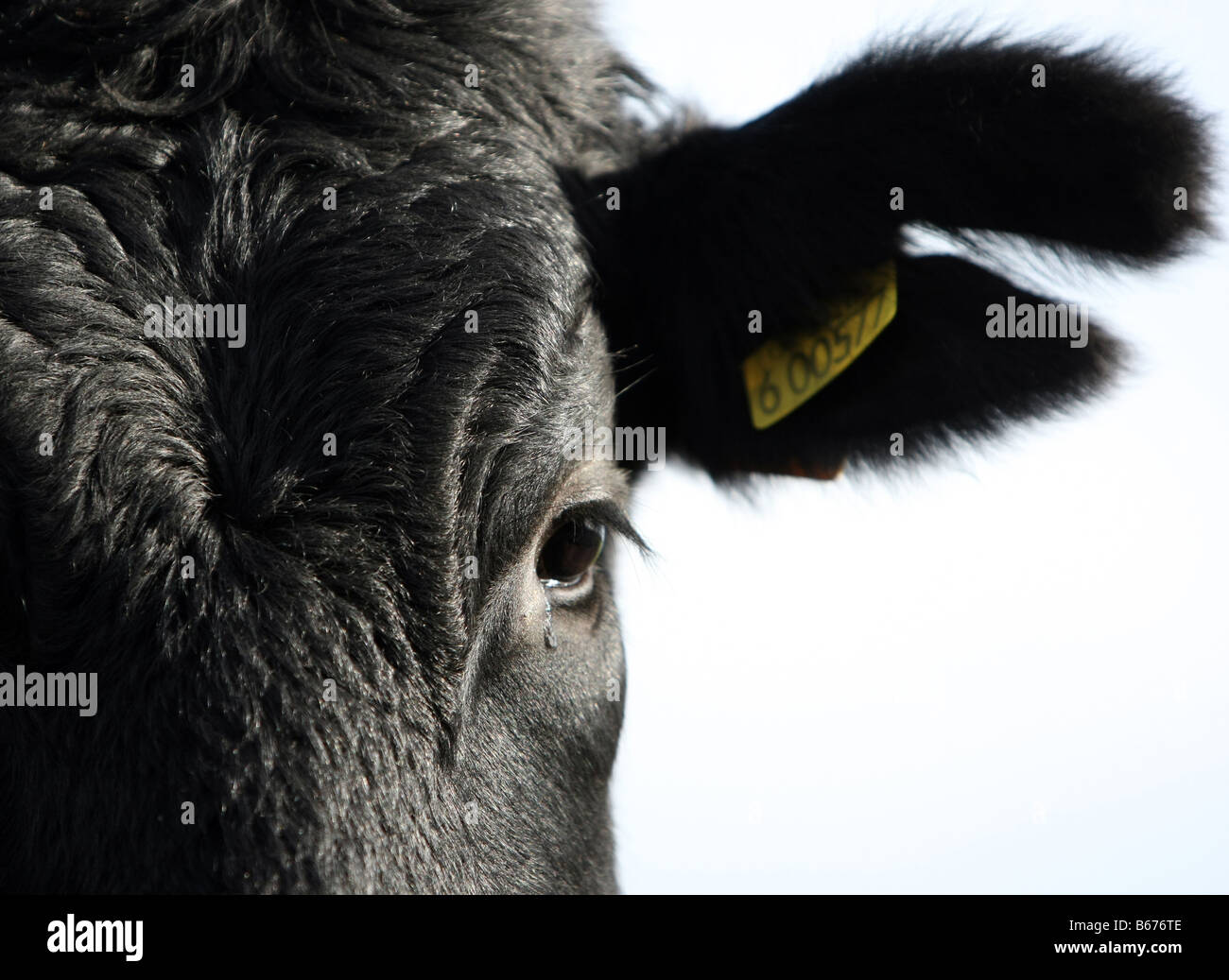Friendly Cow Peers Into The Lens Stock Photo - Alamy