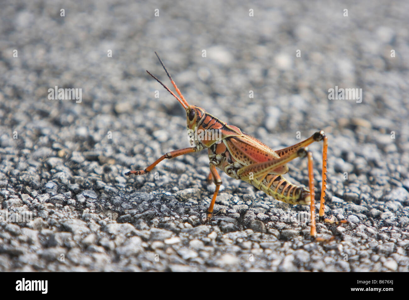 Colorful cricket crossing the paved road Stock Photo - Alamy