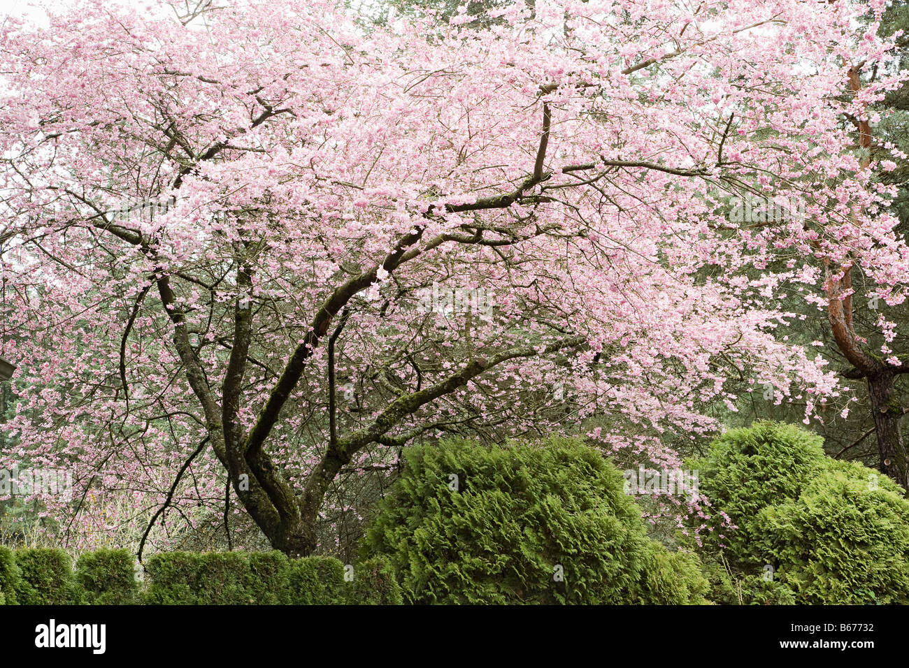 Oregon springs hi-res stock photography and images - Alamy