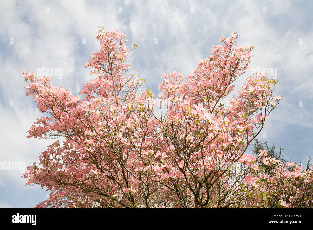 American dogwood tree hi-res stock photography and images - Alamy