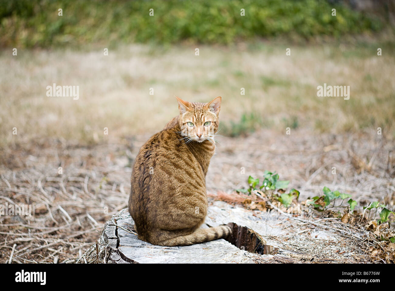 Portrait of a cat Stock Photo - Alamy