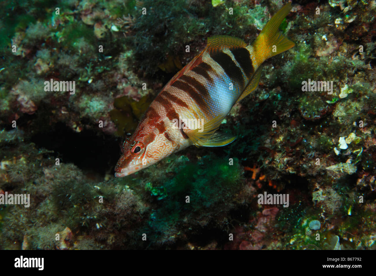 Painted Comber Serranus scriba Susac Island Adriatic Sea Croatia Stock ...