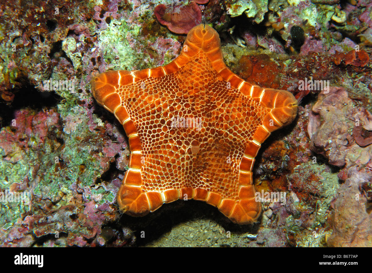 Starfish Sphaerodiscus placenta Susac Island Adriatic Sea Croatia Stock ...