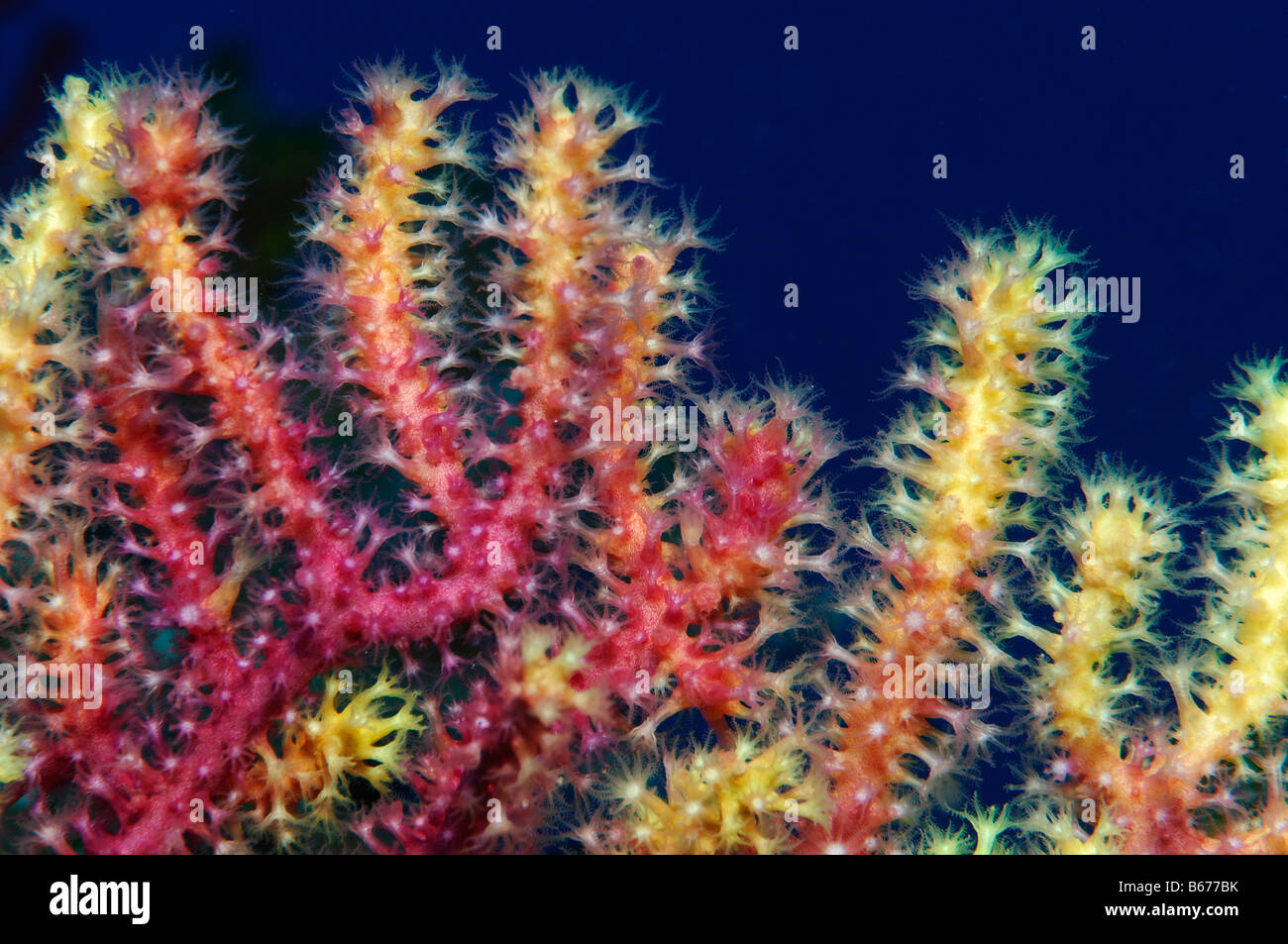 Polyps of variable Gorgonian Paramuricea clavata Susac Island Adriatic ...