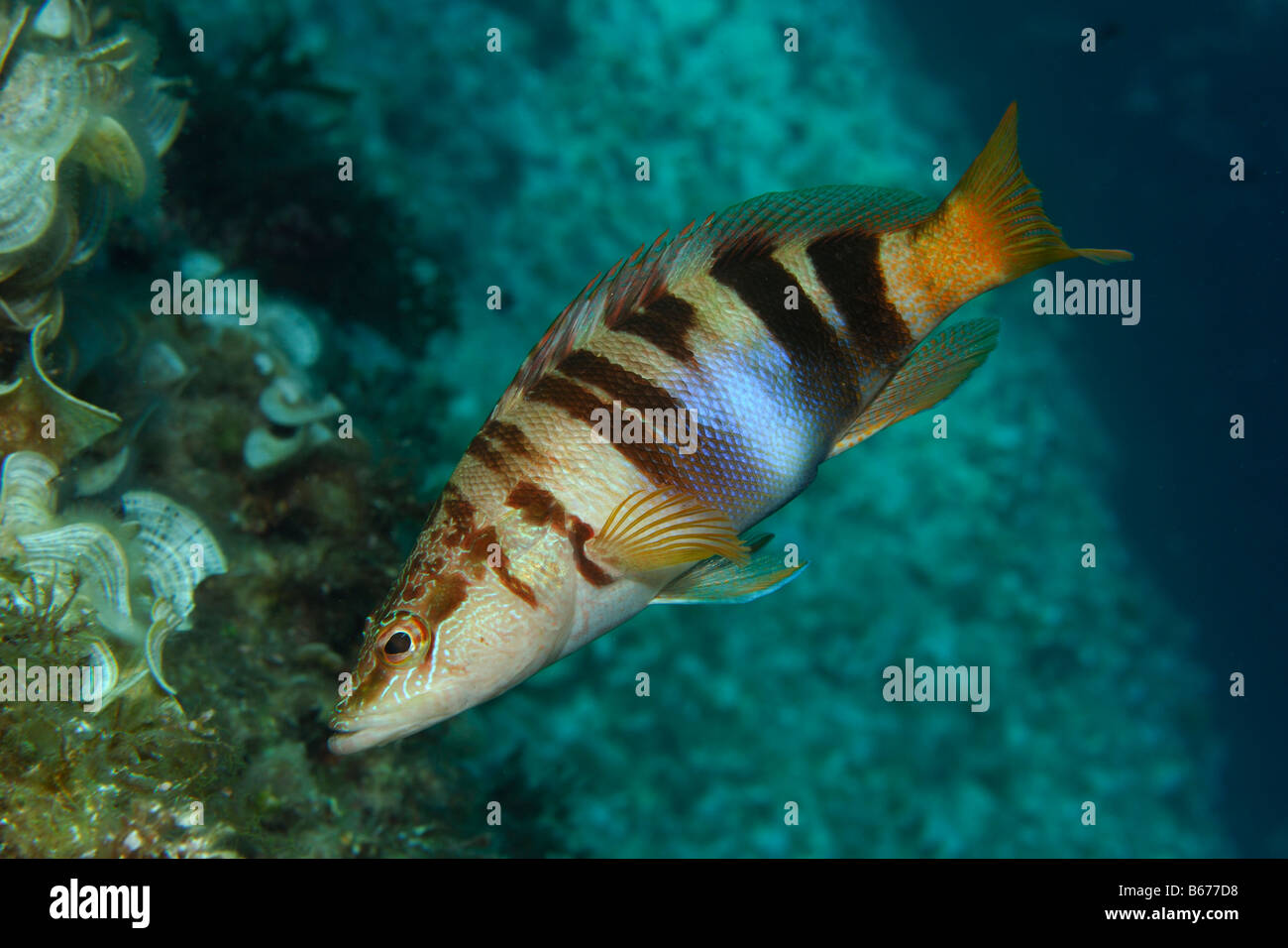Painted Comber Serranus scriba Susac Island Adriatic Sea Croatia Stock ...