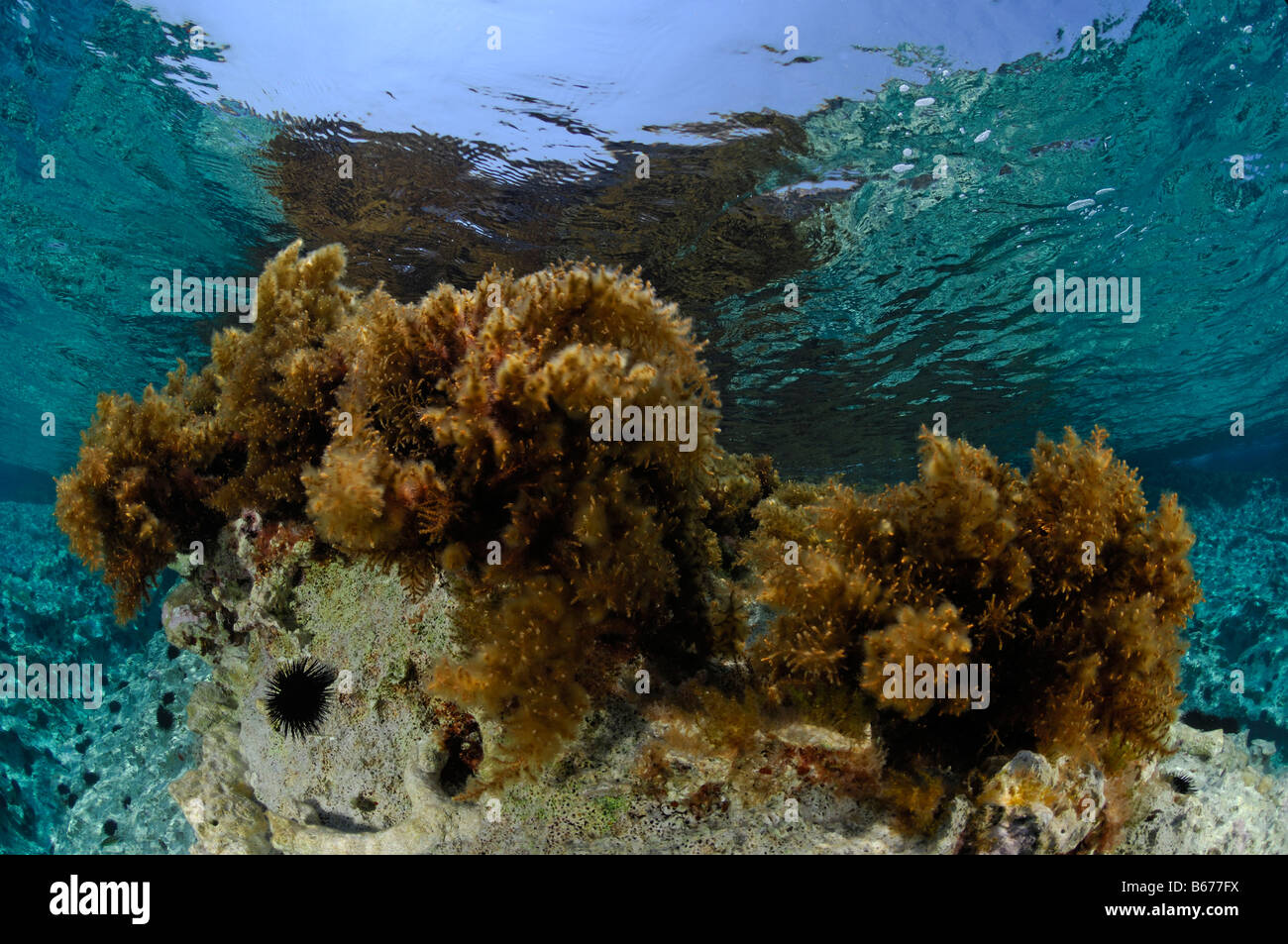 Limestone Formations in shallow Water Lastovo Island Bijelac Adriatic ...