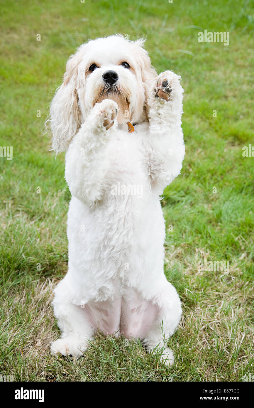 Dog begging hi-res stock photography and images - Alamy